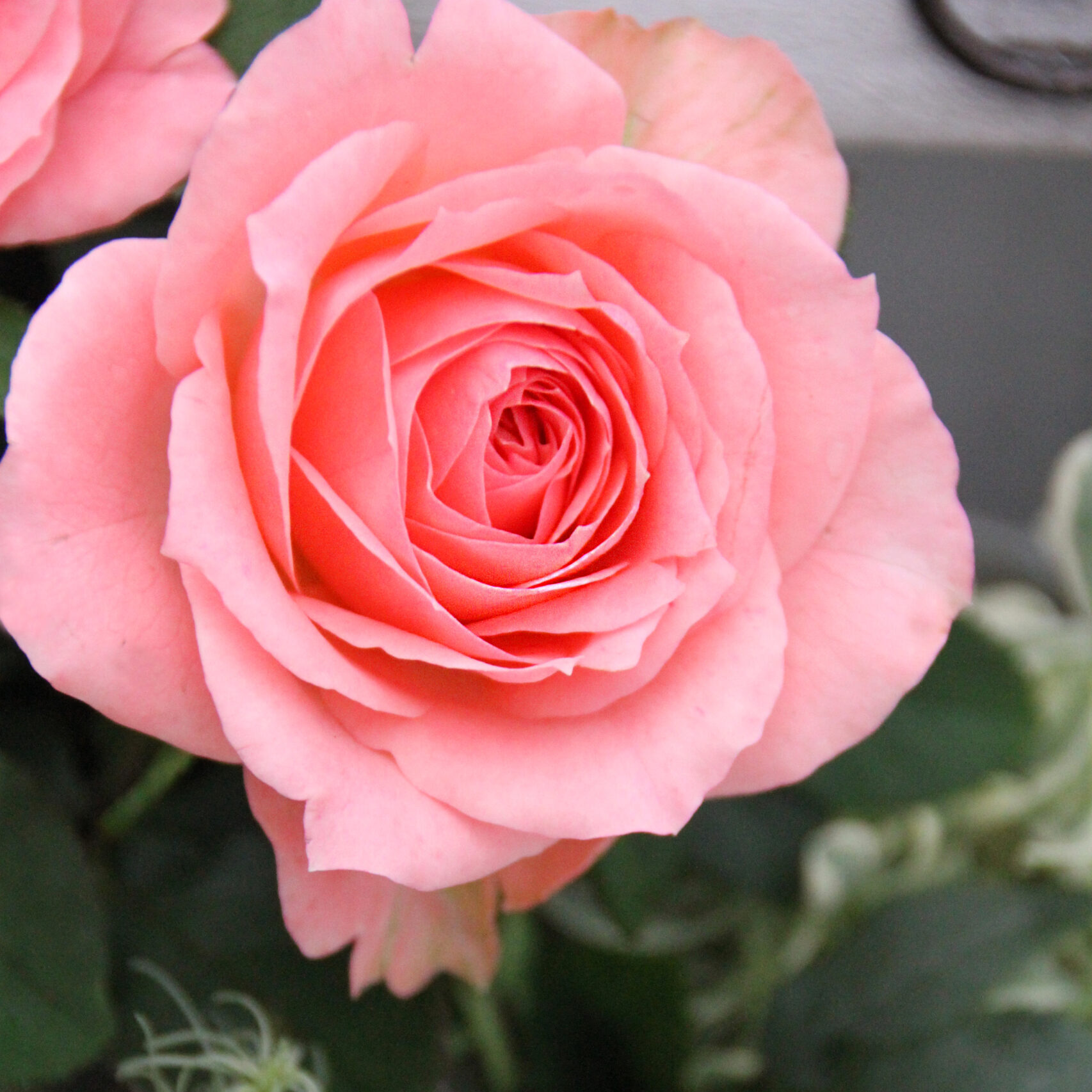 【簡単Q&A】ミニバラの花が咲かない！原因と対処法は？ – 読みもの Central Rose